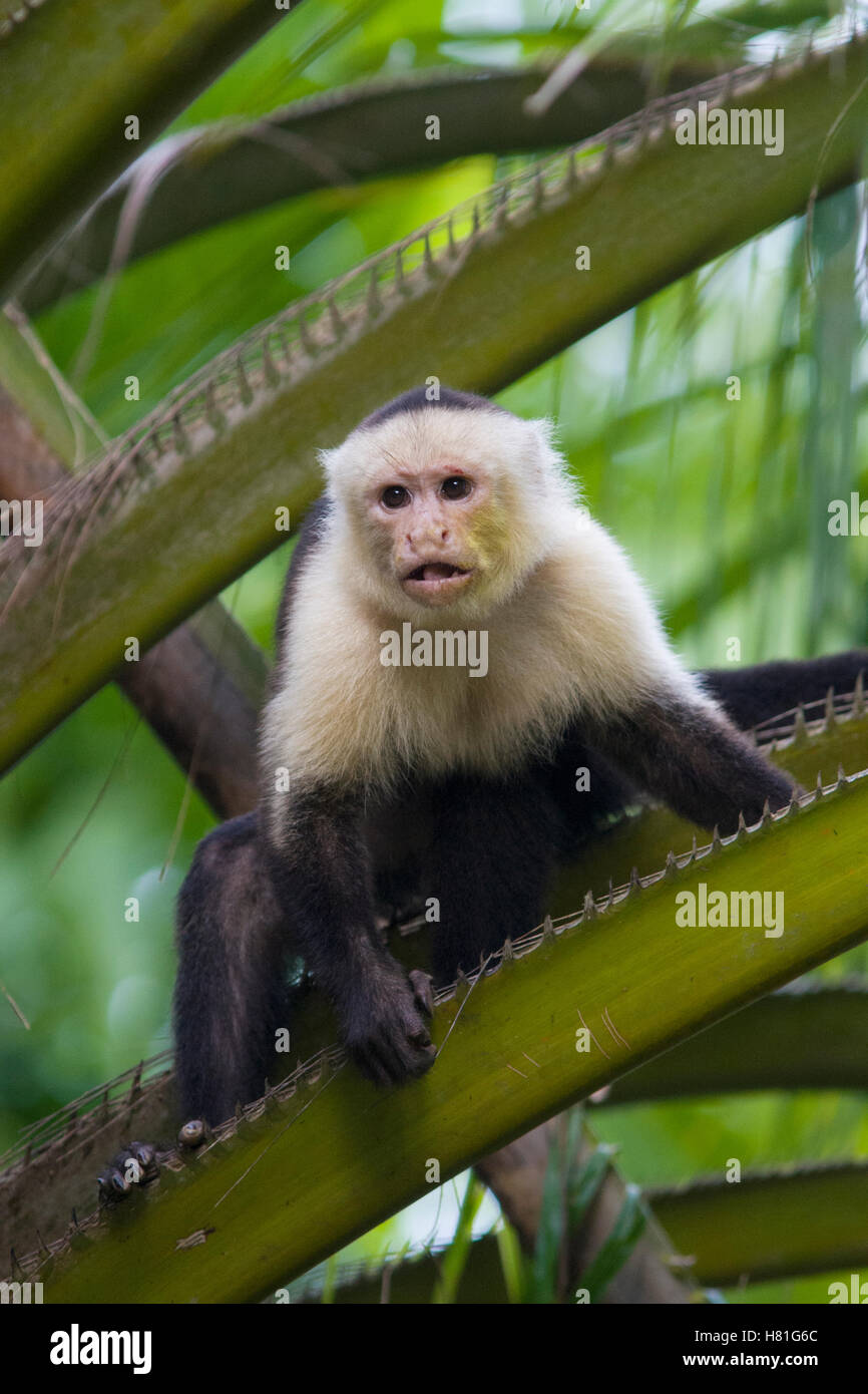 White-faced Capuchin (Cebus capucinus), Osa Peninsula, Costa Rica Stock ...