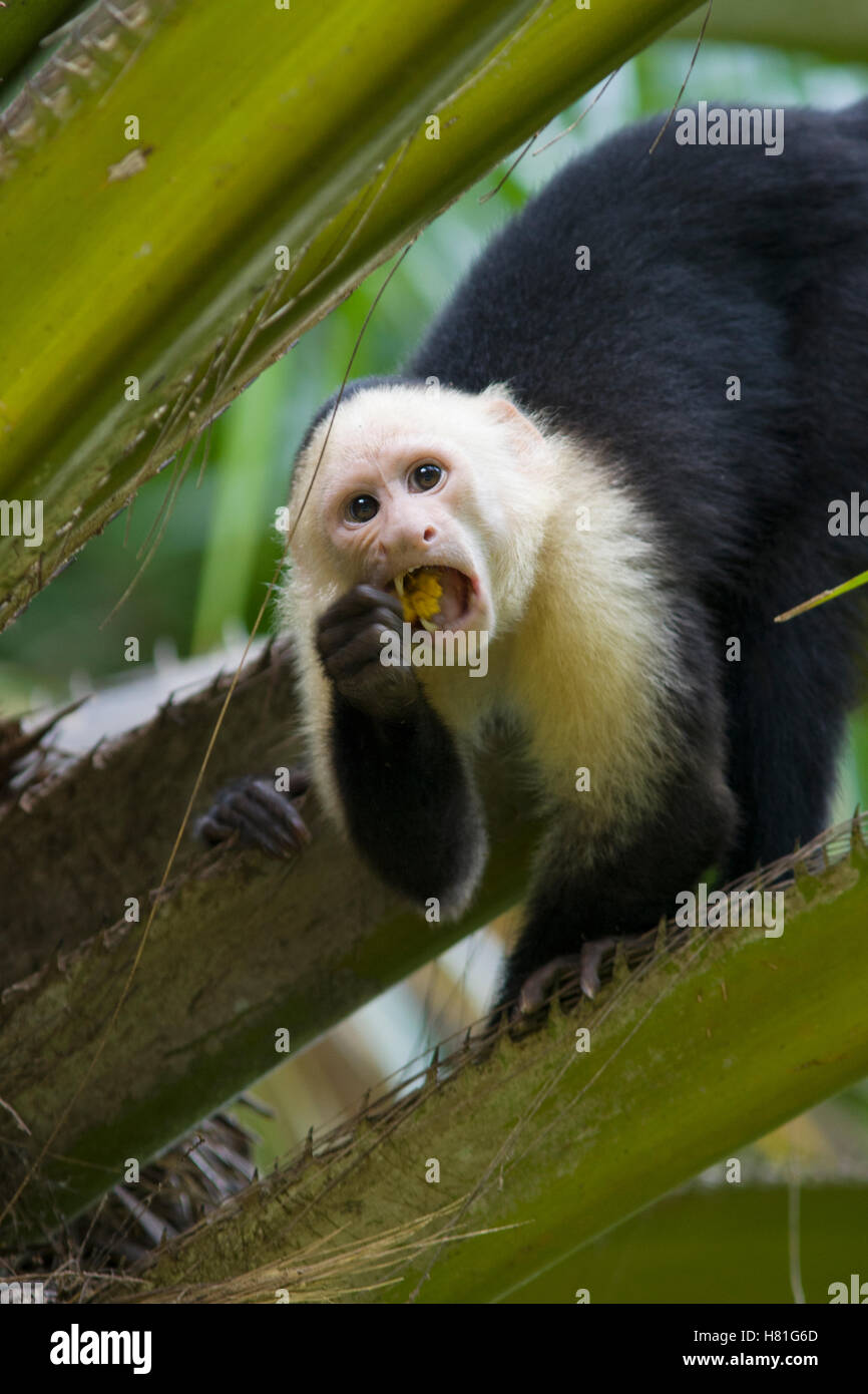 White-faced Capuchin (Cebus capucinus) feeding on palm fruit, Osa ...