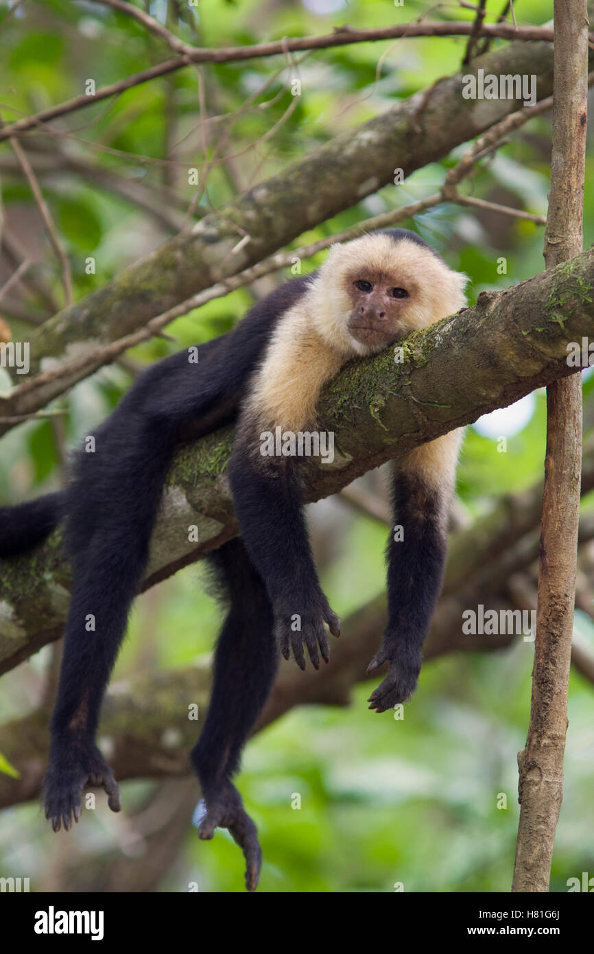 White-faced Capuchin (Cebus capucinus) resting in tree, Osa Peninsula ...