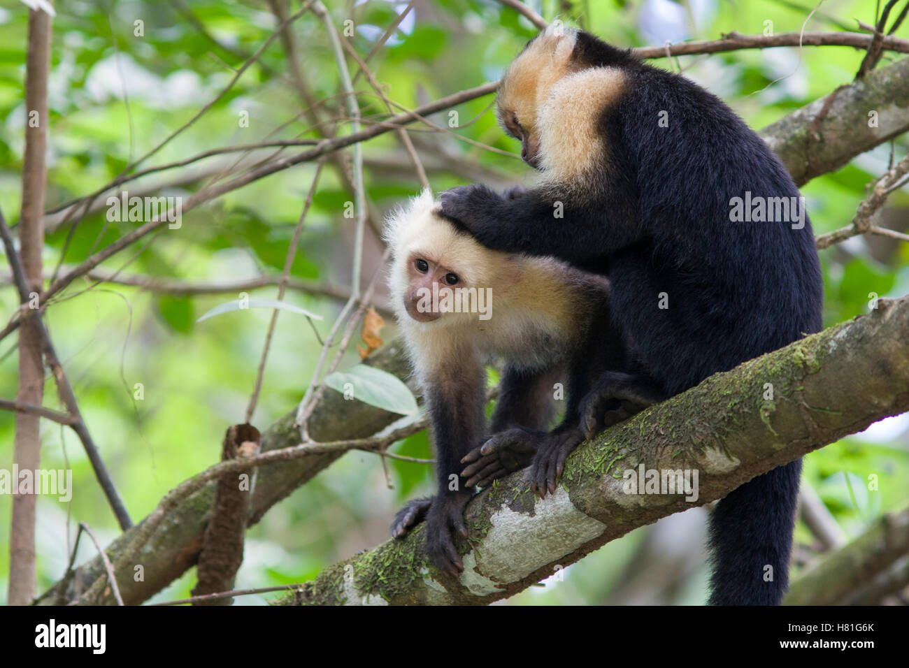 White-faced Capuchin (Cebus capucinus) pair grooming, Osa Peninsula ...