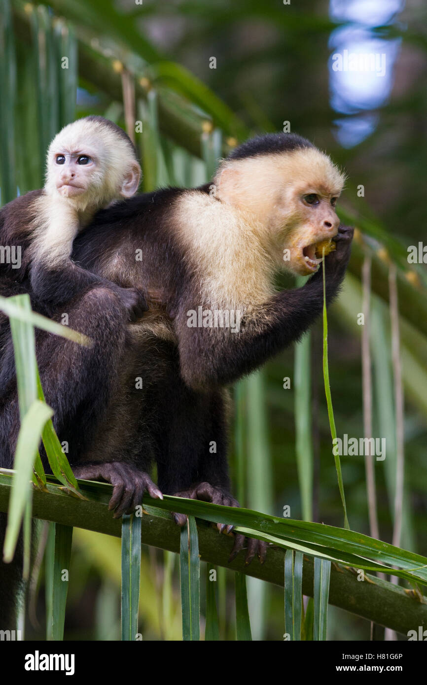 White-faced Capuchin (Cebus capucinus) mother with baby feeding on palm ...