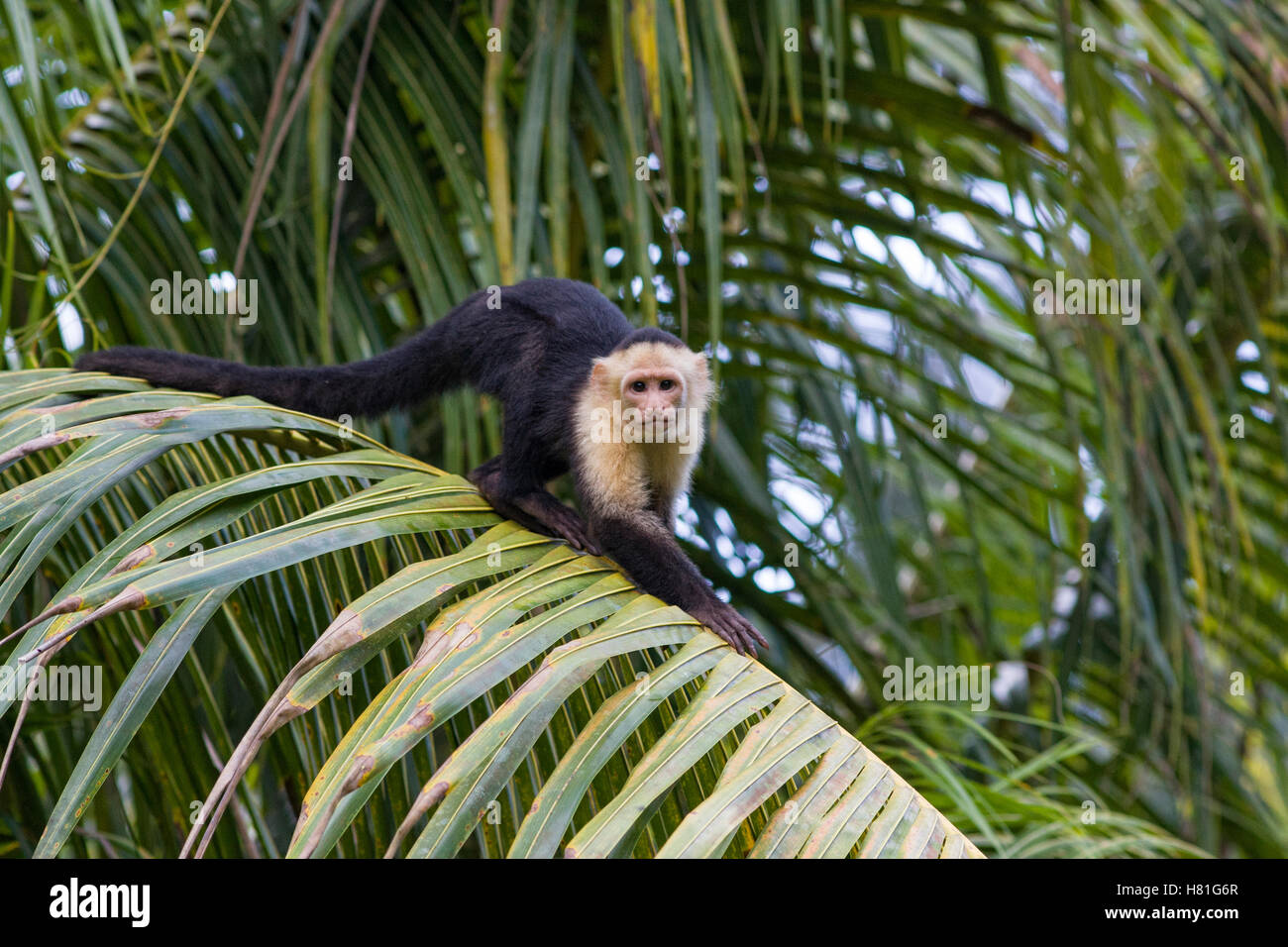 White-faced Capuchin (Cebus capucinus) in palm tree, Osa Peninsula ...