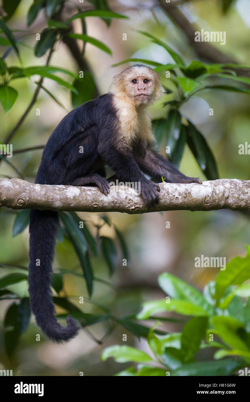 White-faced Capuchin (Cebus capucinus), Osa Peninsula, Costa Rica Stock ...