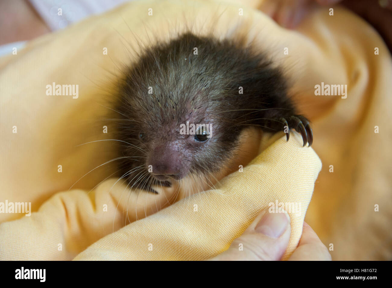 Paraguay Hairy Dwarf Porcupine (Sphiggurus spinosus) orphaned newborn ...