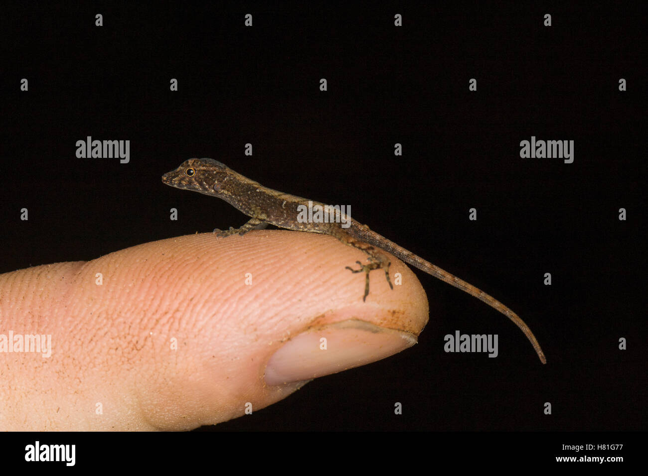 Ground Anole (Norops humilis) baby on finger, northern Costa Rica Stock ...