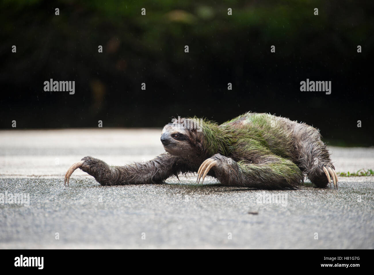 Brown-throated Three-toed Sloth (Bradypus variegatus) crossing pavement ...