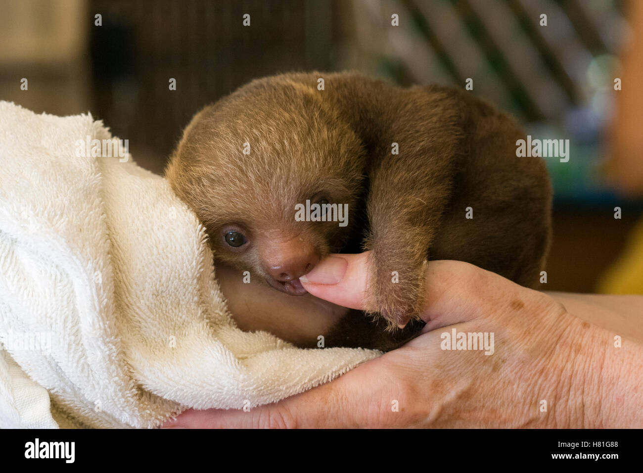 Hoffmann's Two-toed Sloth (Choloepus hoffmanni) orphaned baby chewing ...
