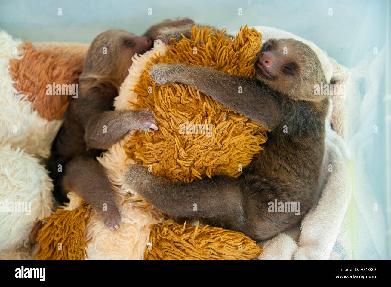 Hoffmann's Two-toed Sloth (Choloepus hoffmanni) orphaned babies ...