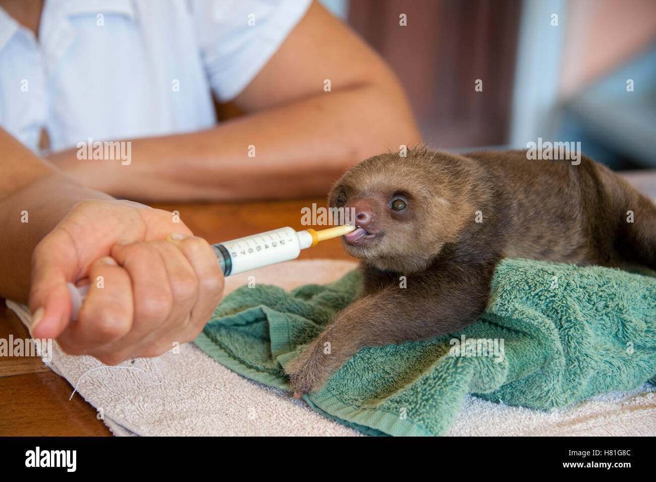 Hoffmann's Two-toed Sloth (Choloepus hoffmanni) orphaned baby bottle ...