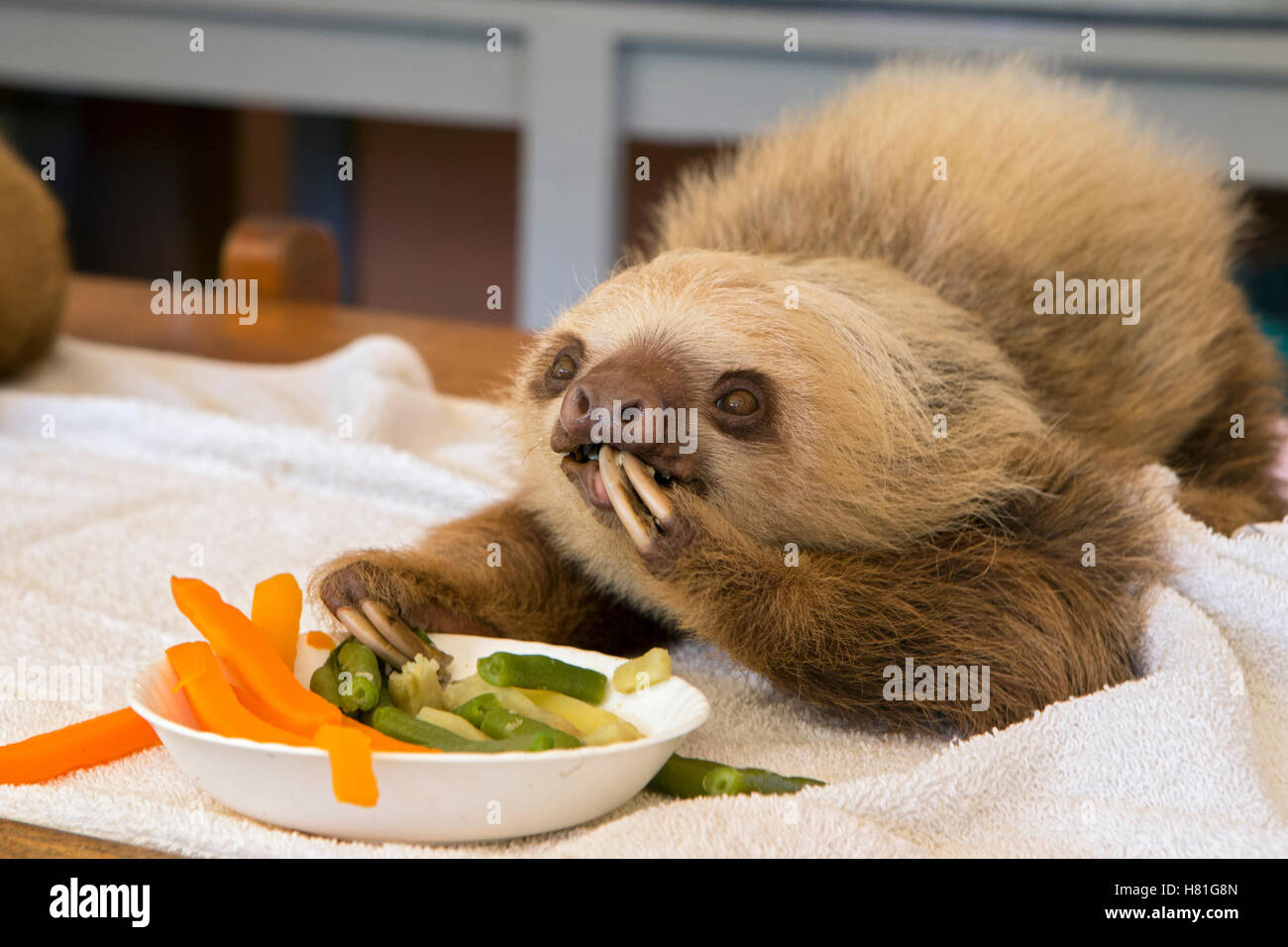 Hoffmann's Two-toed Sloth (Choloepus hoffmanni) orphaned baby eating ...
