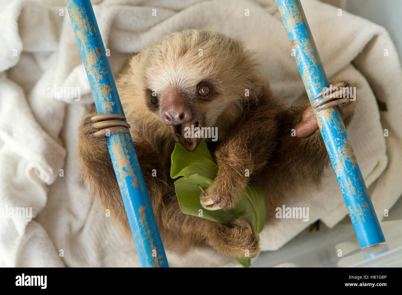 Hoffmann's Two-toed Sloth (Choloepus hoffmanni) orphaned baby, Aviarios ...