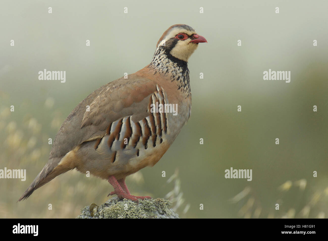 Red-legged Partridge (Alectoris rufa), Trujillo, Spain Stock Photo - Alamy