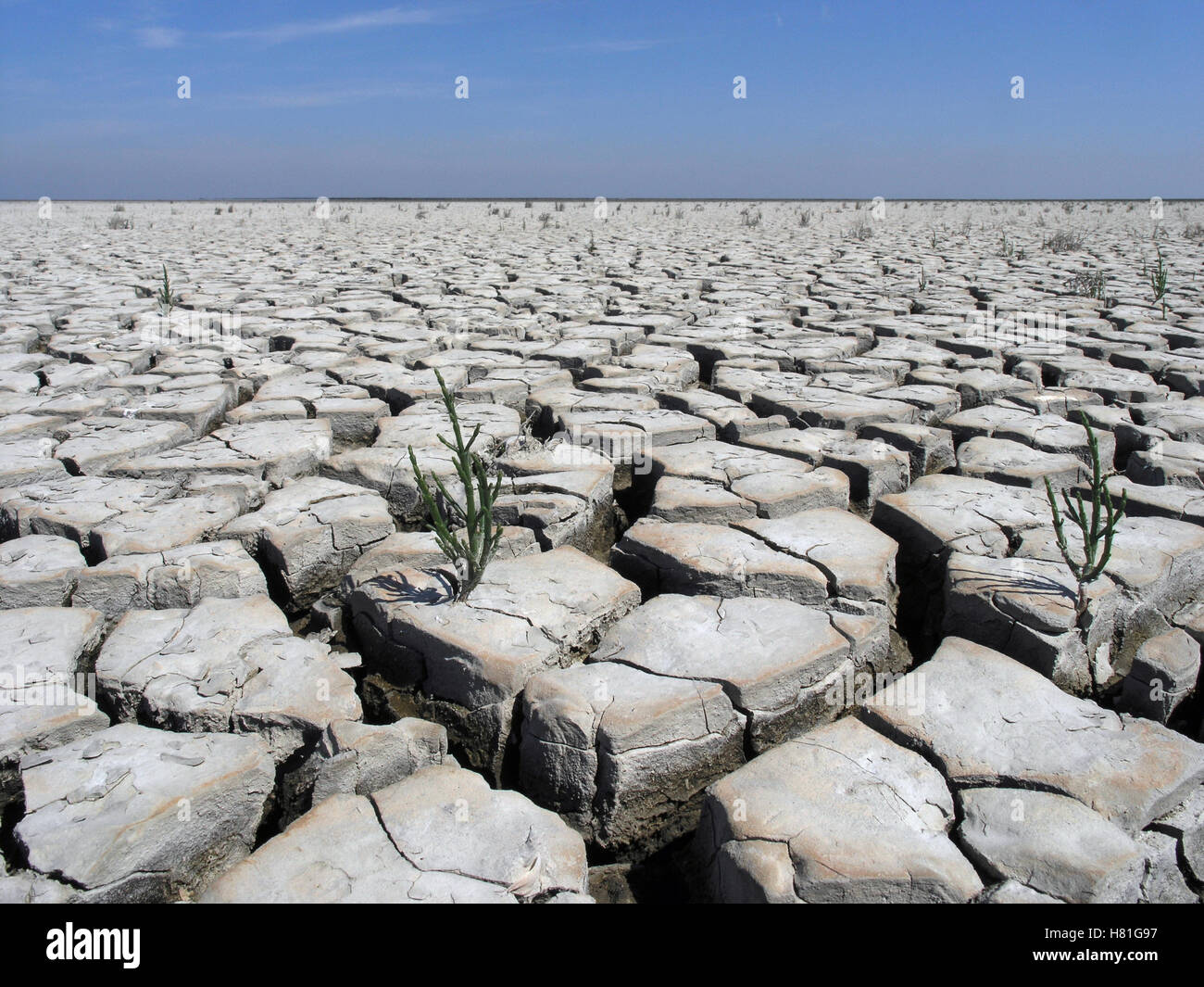 Dry soil of the Wadden Sea after long drought, Wadden Sea, Netherlands ...