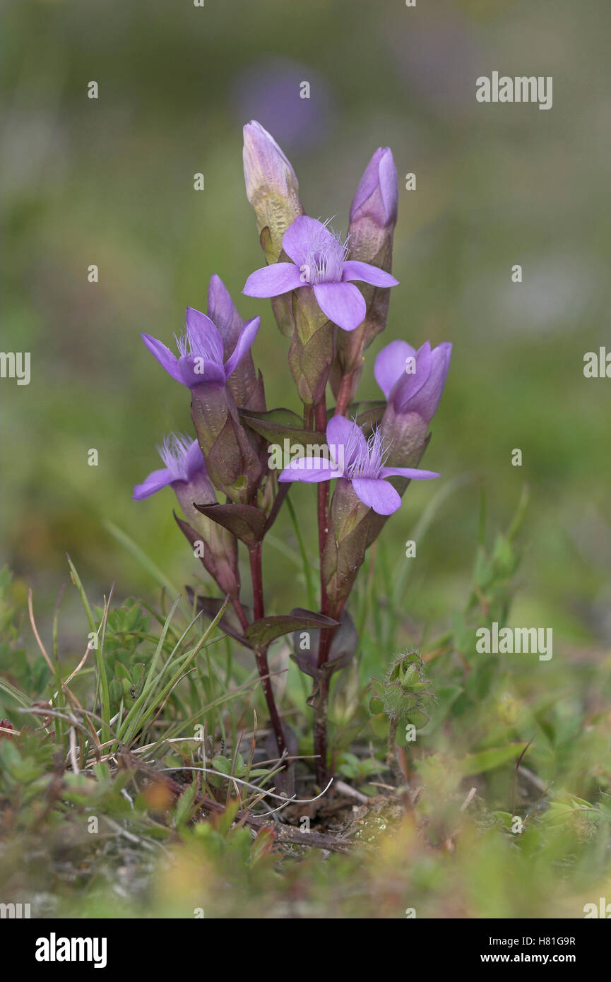 Field Gentian (Gentianella campestris), Valais, Switzerland Stock Photo ...