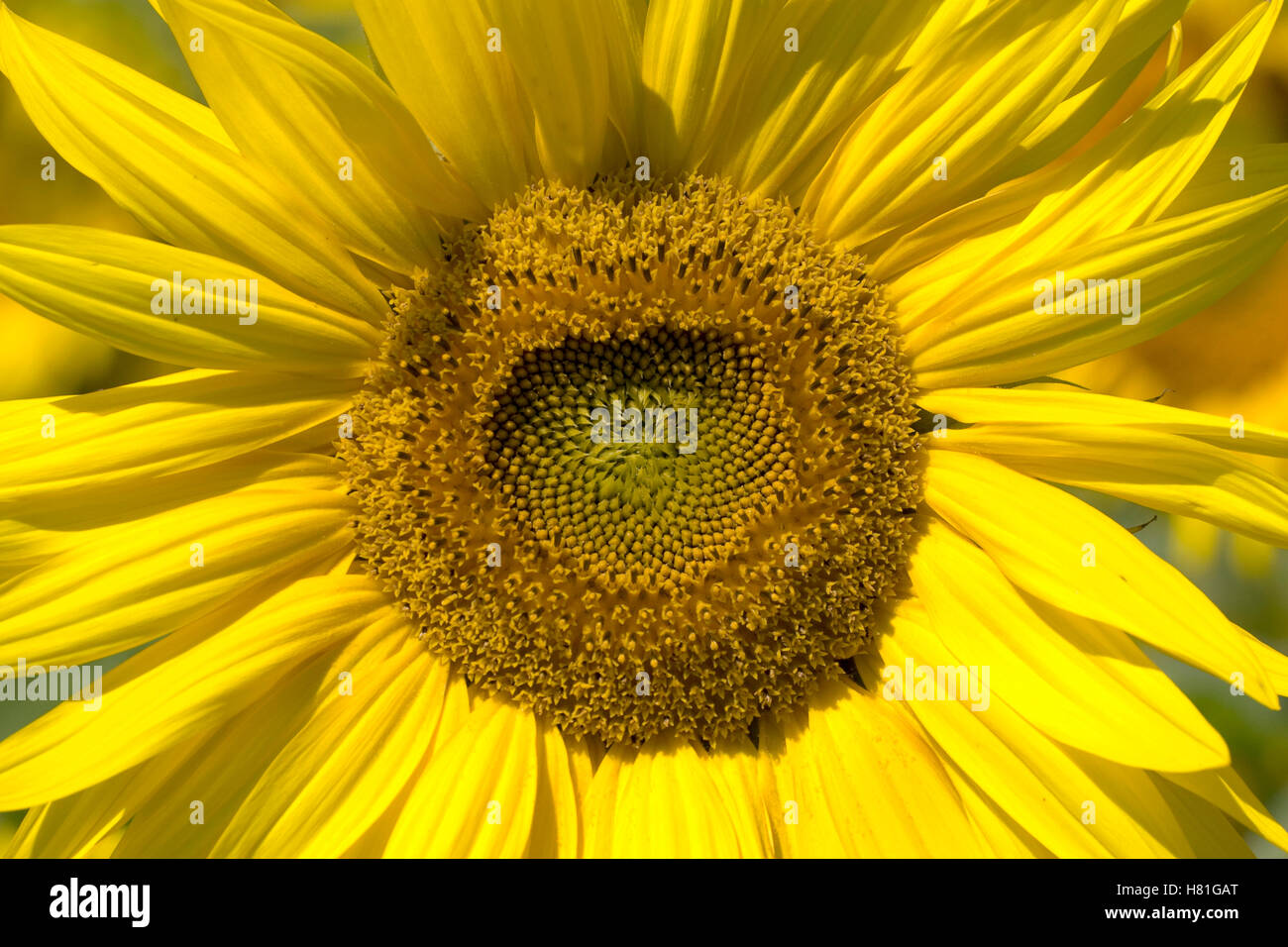 Common Sunflower (Helianthus annuus) flowerhead, Utrecht, Netherlands ...