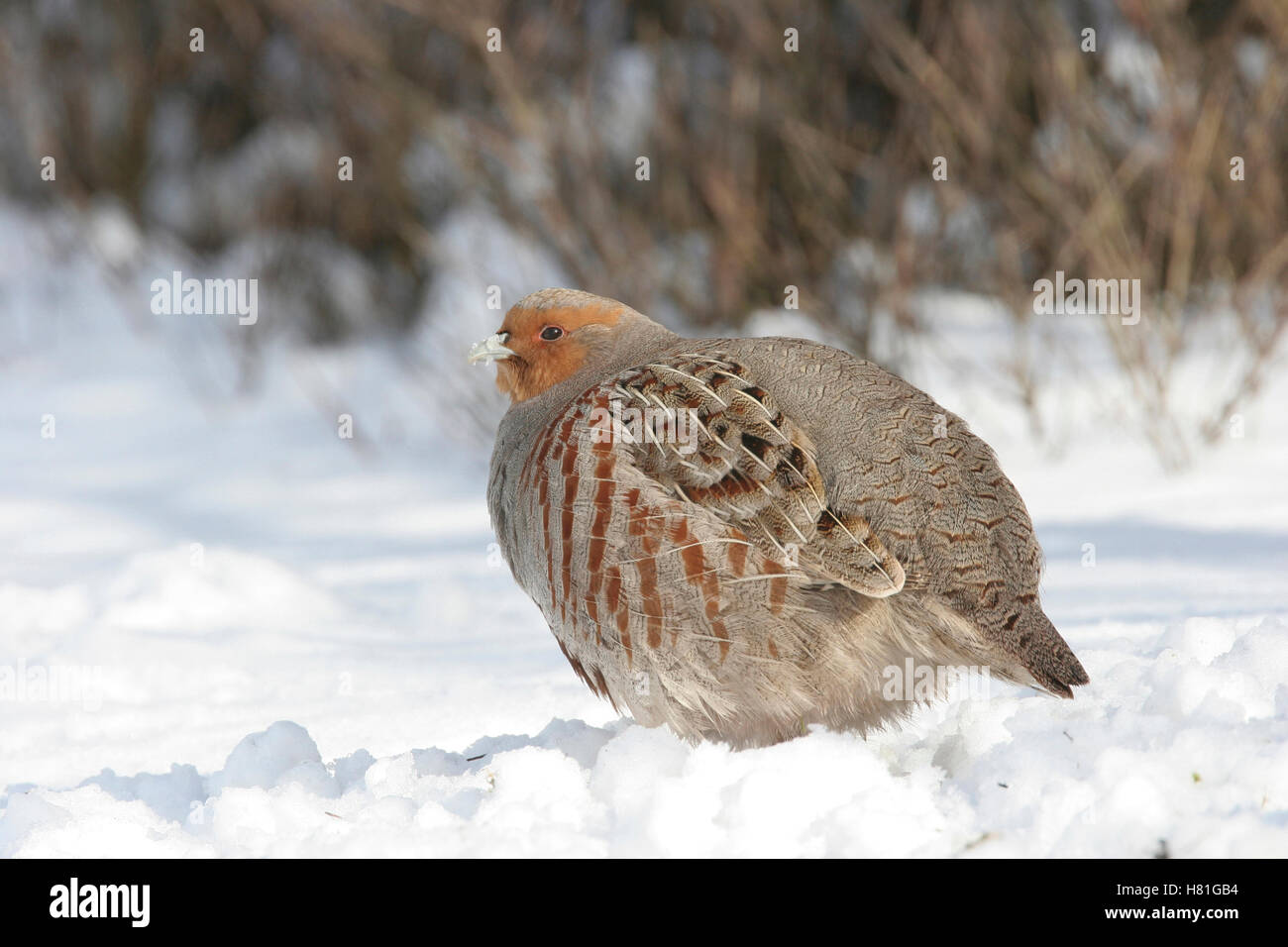 European Partridge (Perdix perdix) in snow, Rotterdam, Netherlands ...