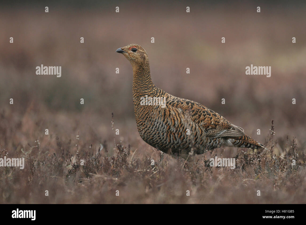 Black Grouse (Tetrao tetrix), Nijverdal, Netherlands Stock Photo - Alamy