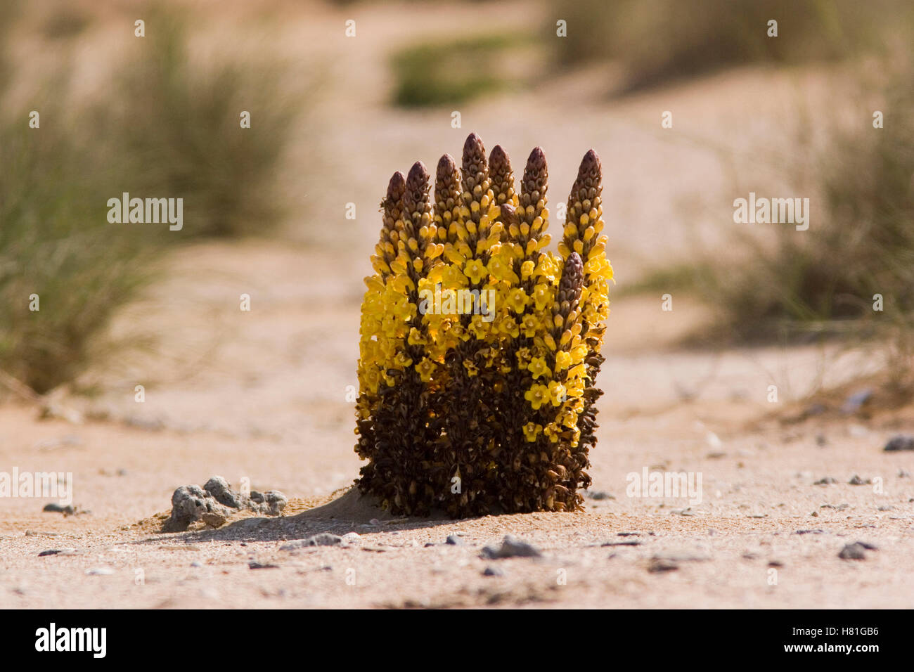 Desert Hyacinth (Cistanche tubulosa) on beach, Iran Stock Photo - Alamy