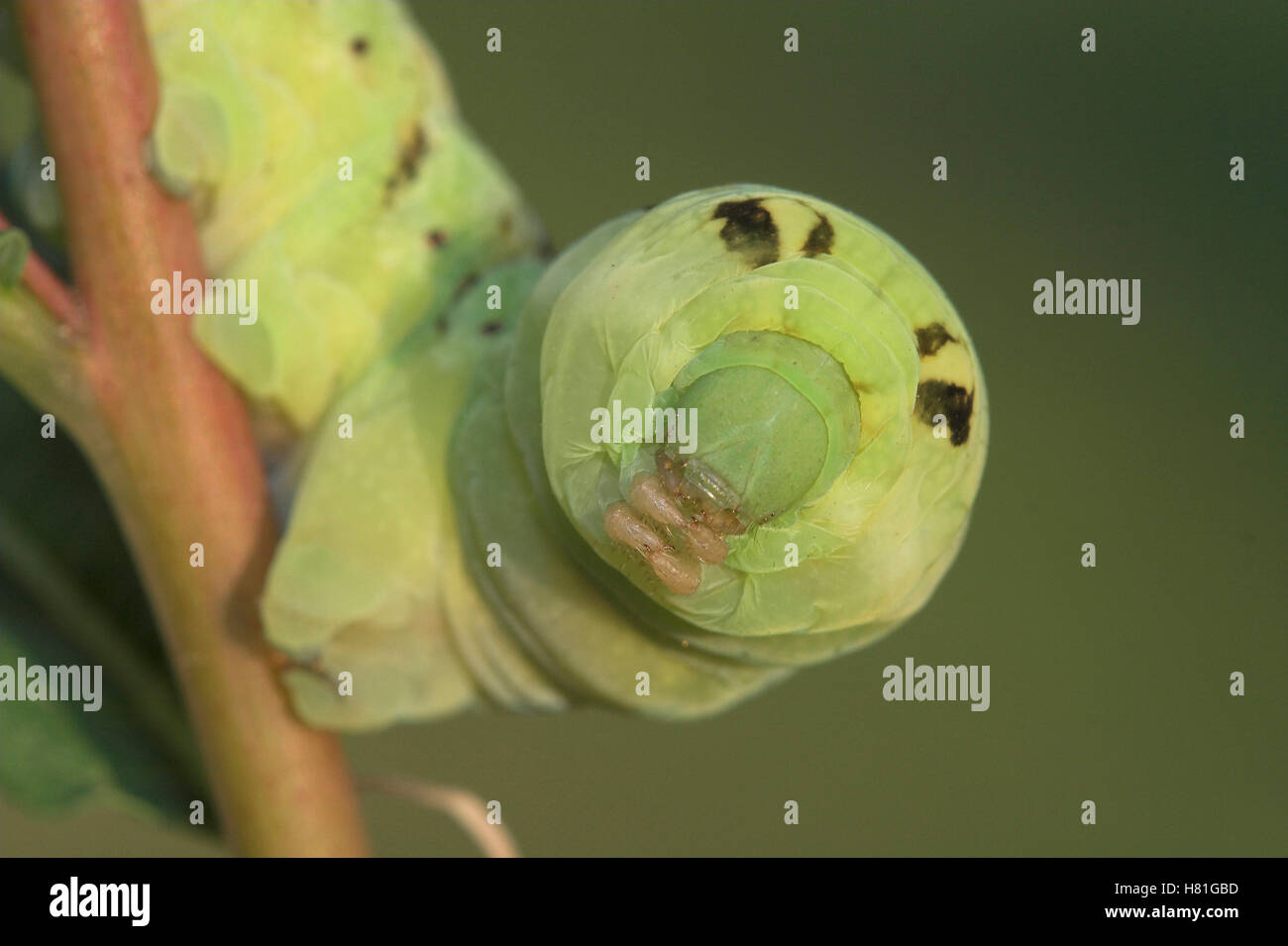 Elephant Hawk Moth (Deilephila elpenor) caterpillar with false eyespots ...