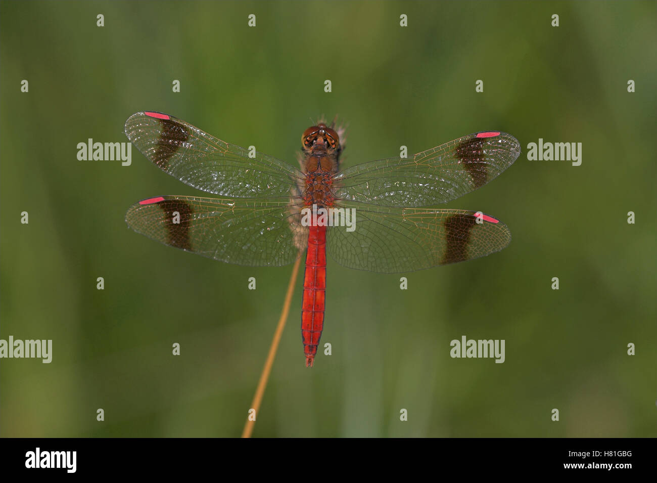 Banded Darter (Sympetrum pedemontanum) dragonfly, male, De Plateaux ...