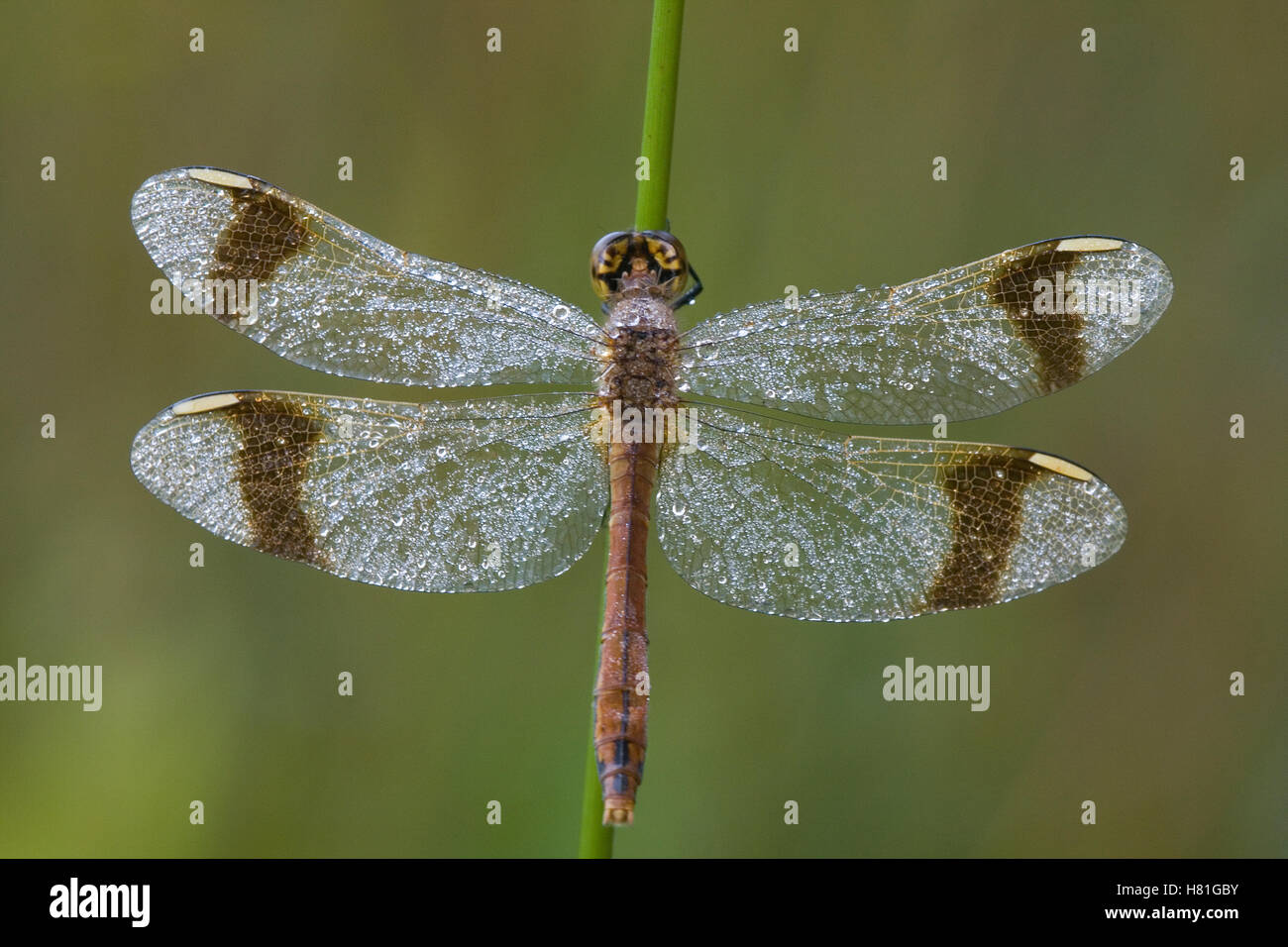 Banded Darter (Sympetrum pedemontanum) dragonfly, Overijssel ...