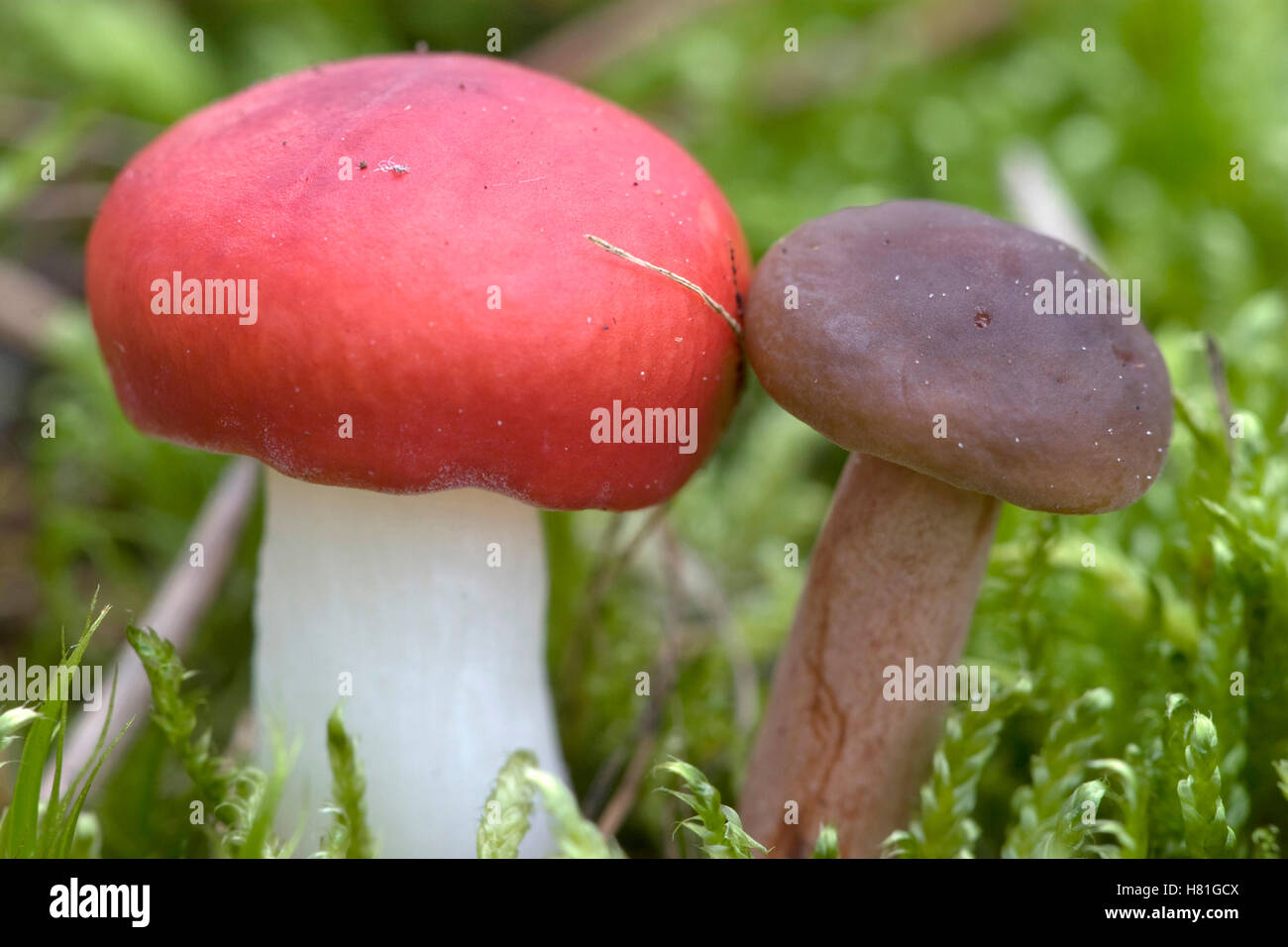 Emetic Russula (Russula emetica) and Liver Milk Cap (Lactarius ...