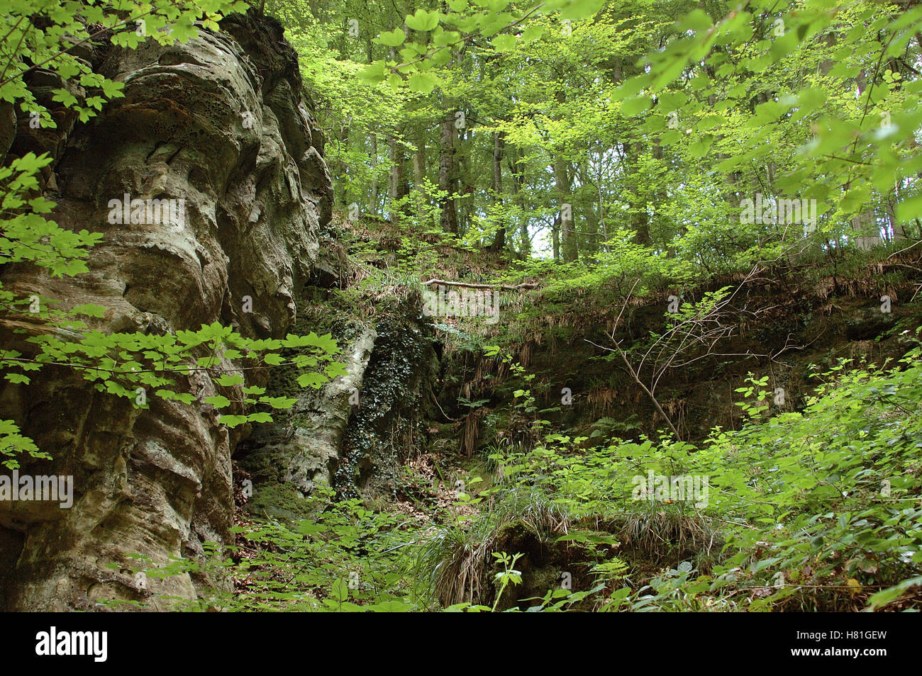 Rock face in deciduous forest, Mullerthal, Luxembourg Stock Photo - Alamy