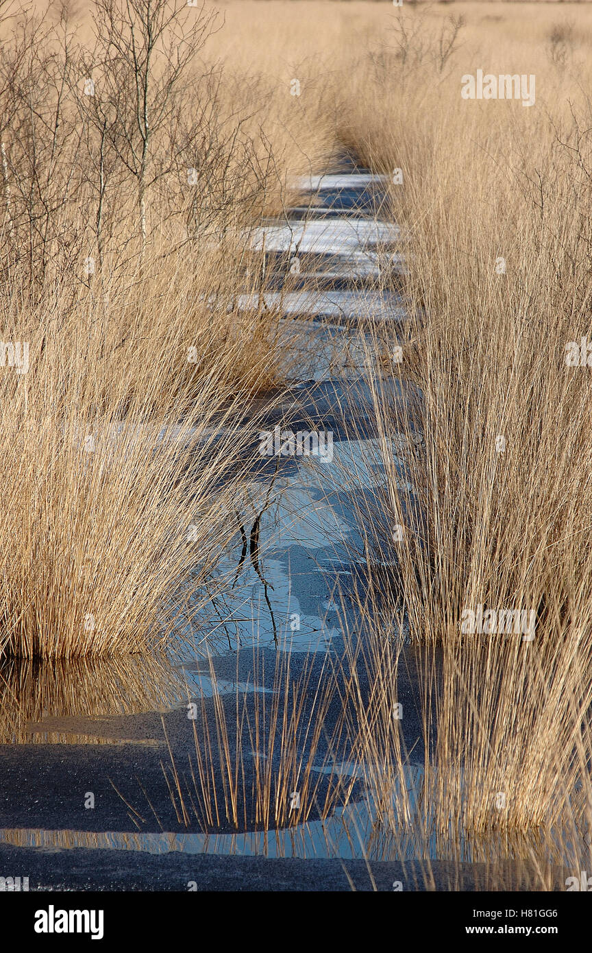 Icy grassland, Ravenswoud, Netherlands Stock Photo - Alamy