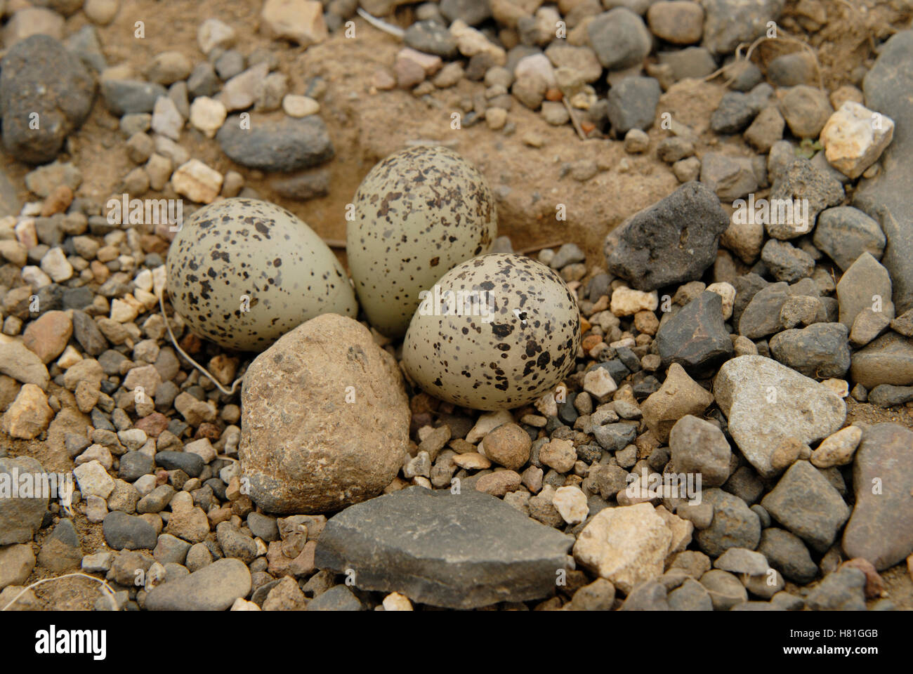 Common Ringed Plover (Charadrius hiaticula) ground nest with ...