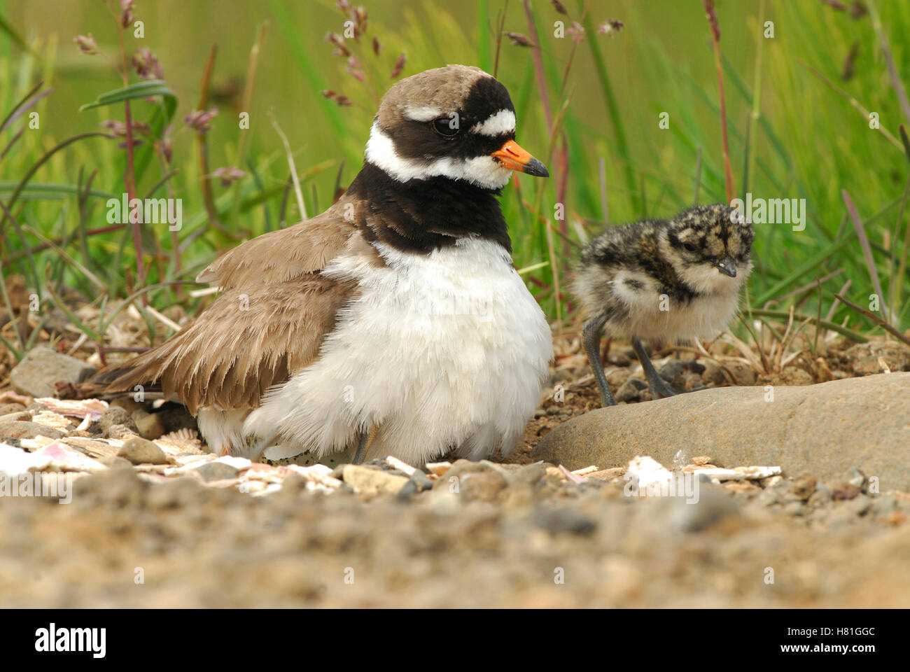 Common Ringed Plover (Charadrius hiaticula) and chick, Stykkisholmur ...