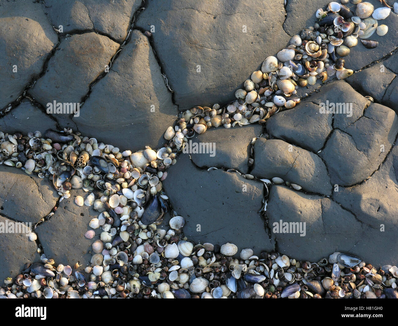 Rocks and shells on tidal flats, Wadden Sea, Dongeradeel, Netherlands ...