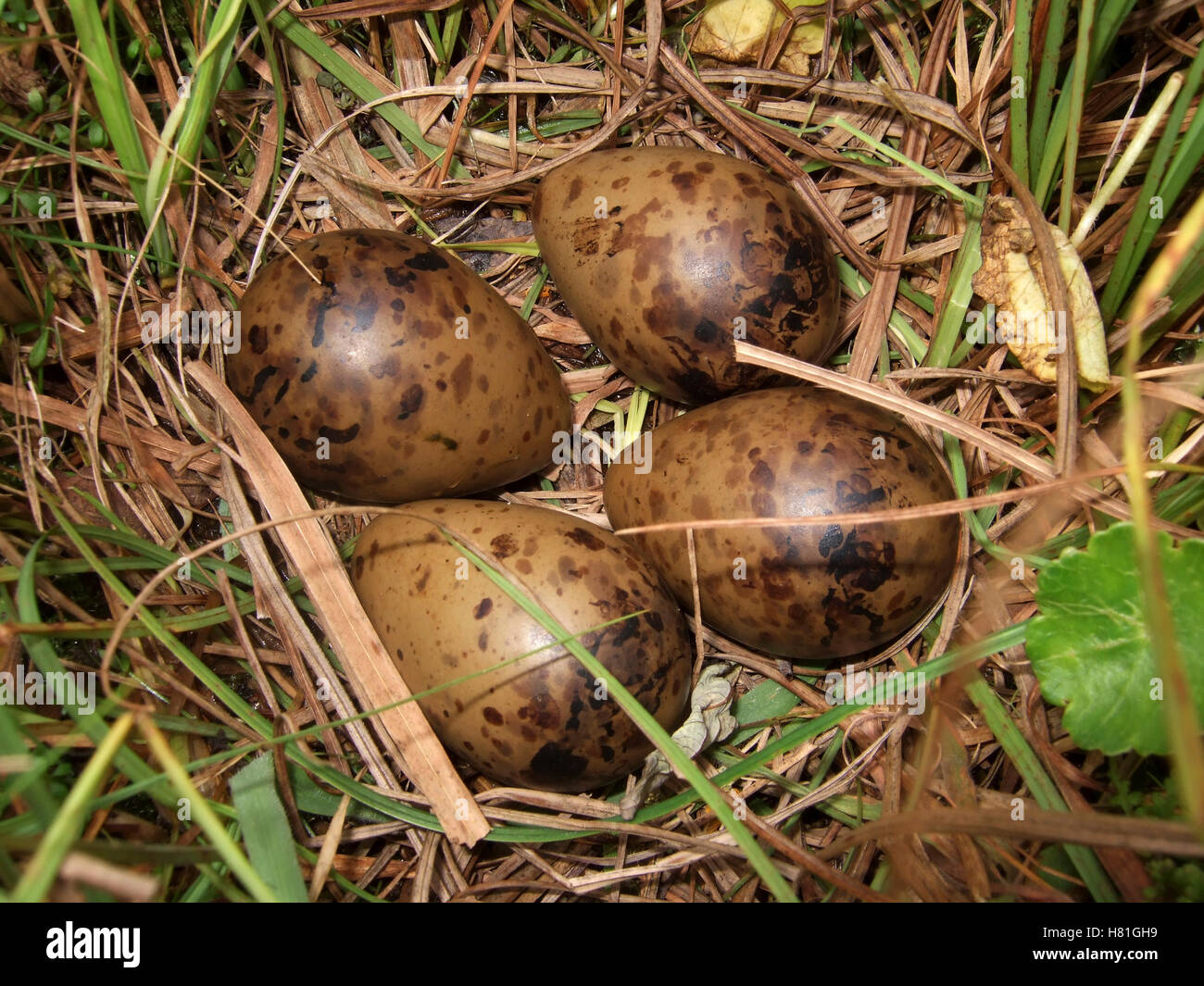 Common Snipe (Gallinago gallinago) nest with four eggs, Giethoorn ...