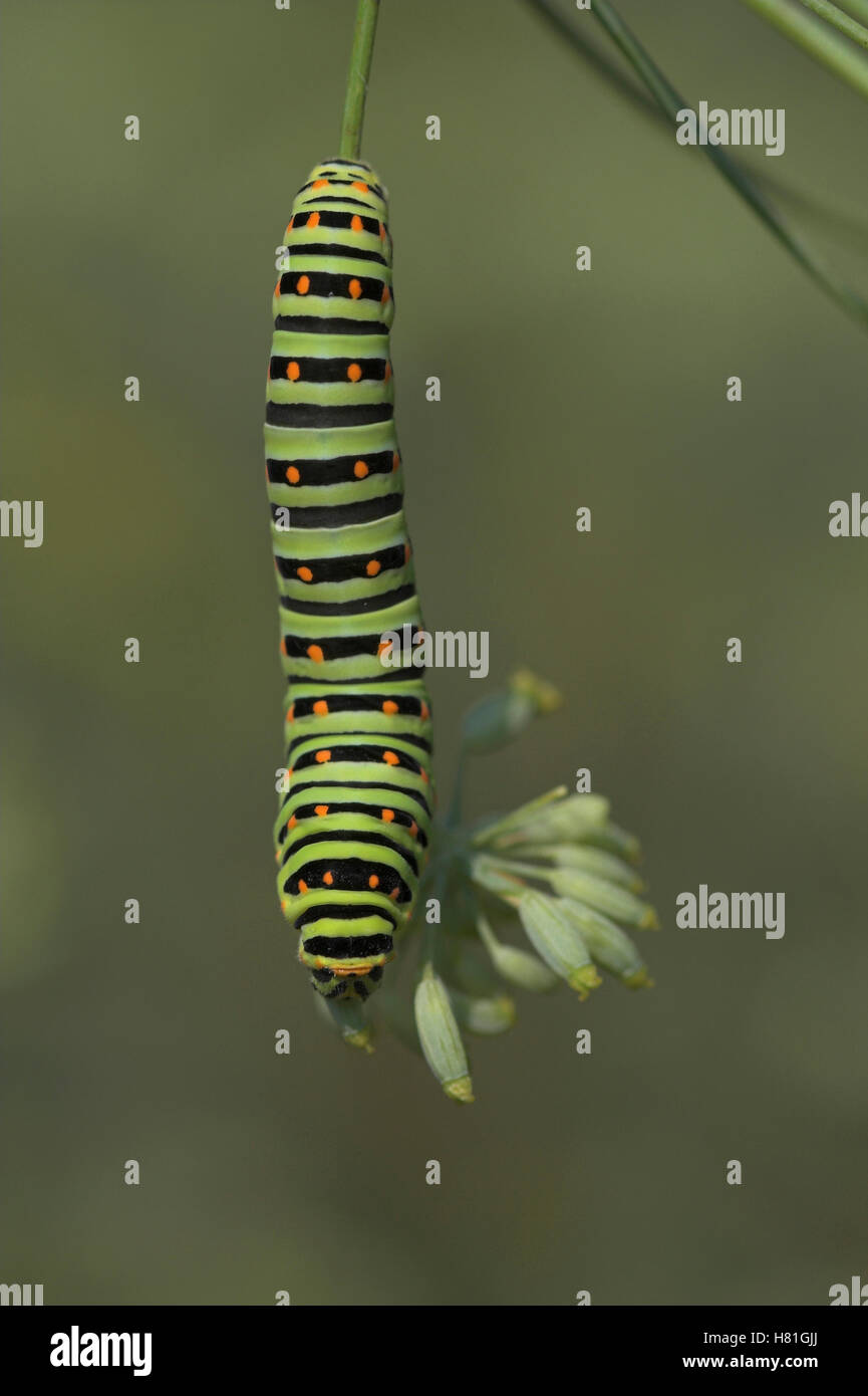 Oldworld Swallowtail (Papilio machaon) caterpillar feeding, Waalre, Netherlands Stock Photo - Alamy