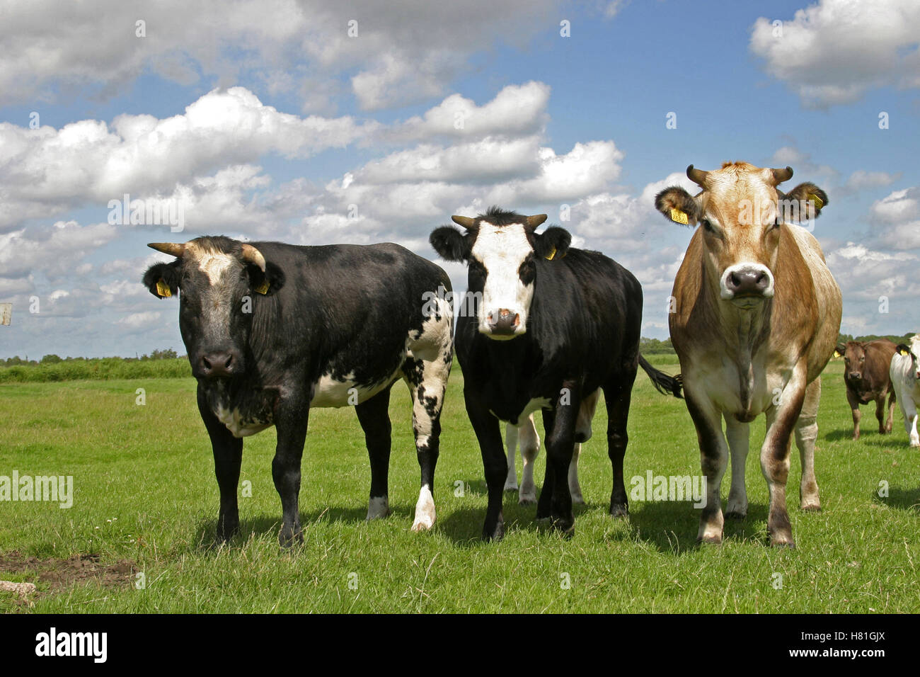 Domestic Cattle (Bos taurus) trio, Waterland, Netherlands Stock Photo ...