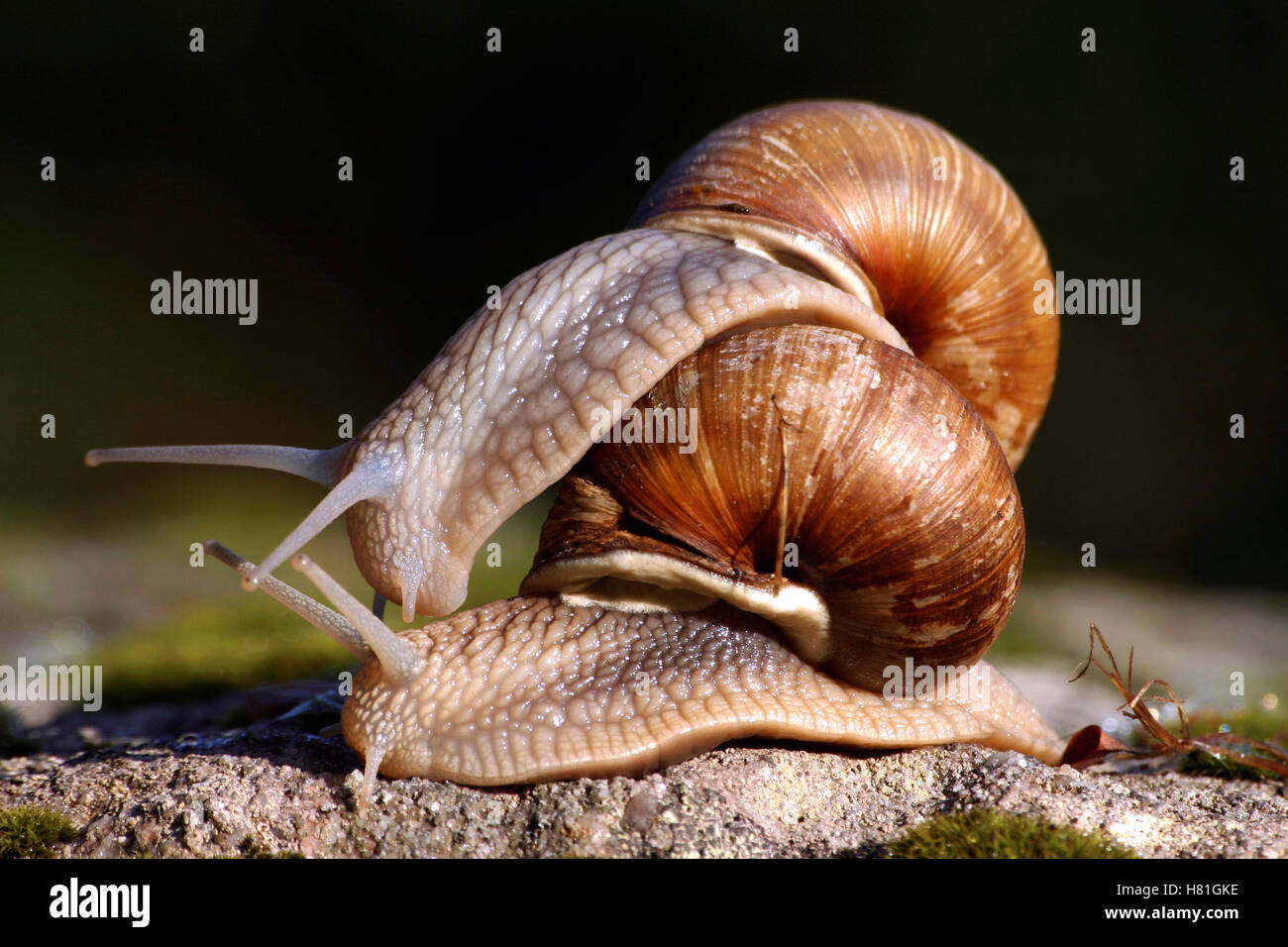 Edible Snail (Helix pomatia) pair courting, Saint-Christophe, France ...