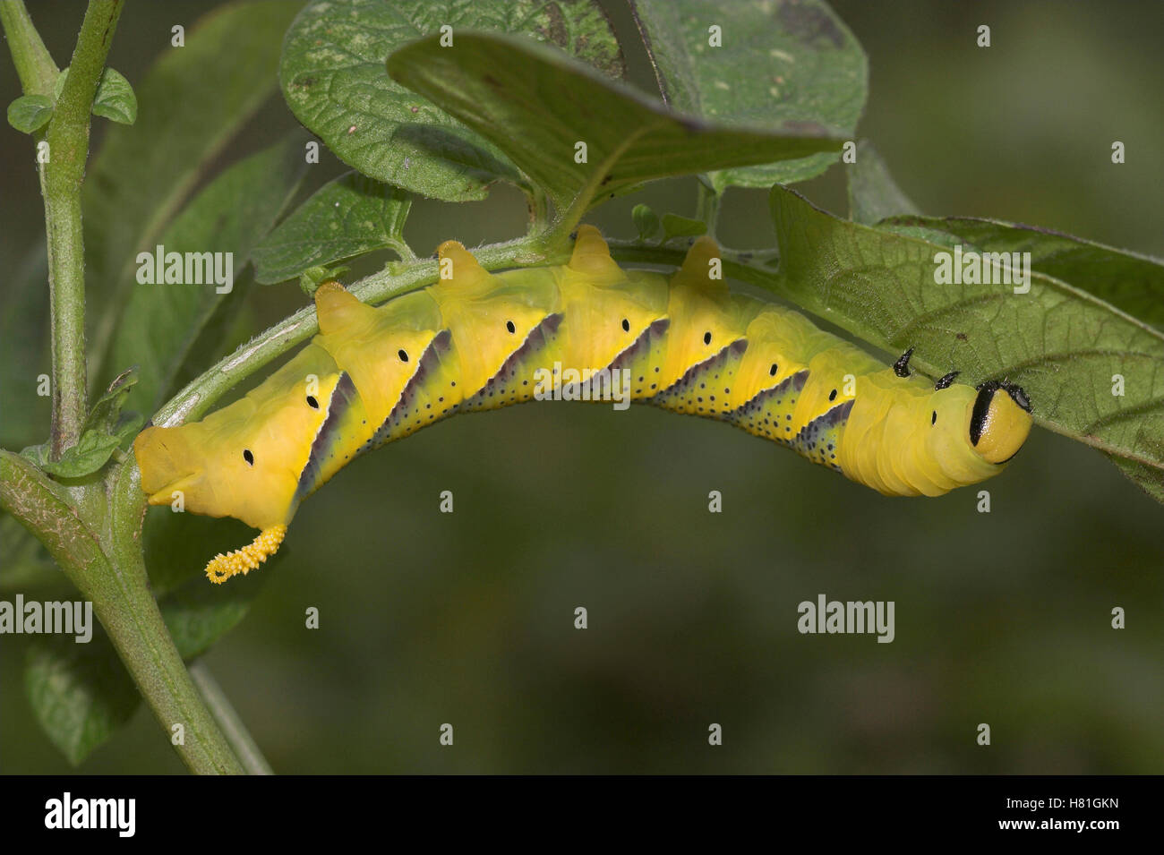 Death's Head Hawk Moth (Acherontia atropos) caterpillar on a Potato ...