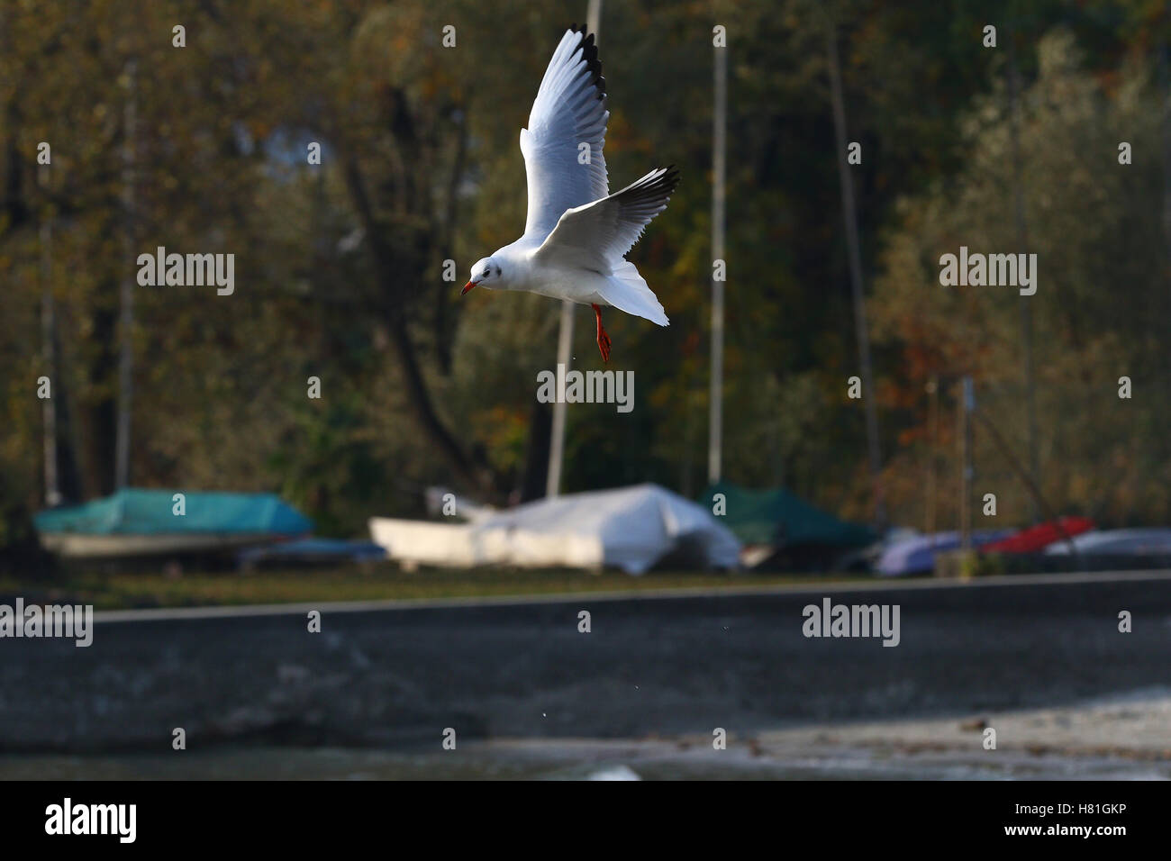 Side view of seagull with open wings in front of covered boats on dry ...