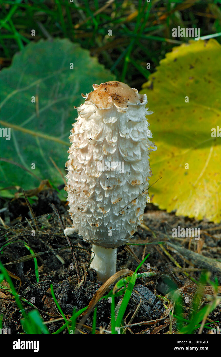 Shaggy Ink Cap (Coprinus comatus) mushroom, Zeewolde, Netherlands Stock ...