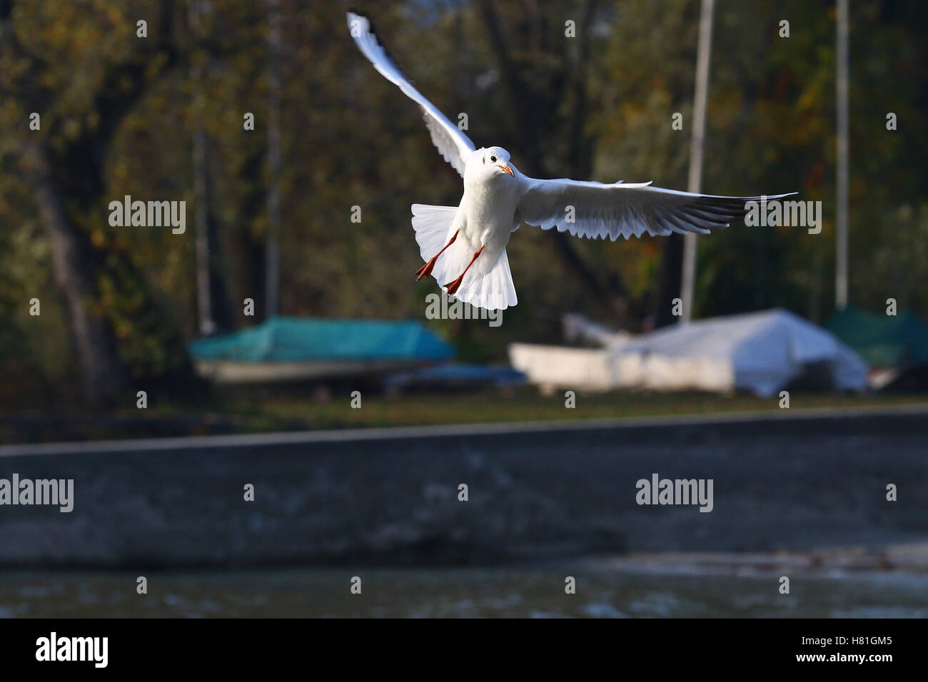 Front view of seagull with open wings in front of covered boats on dry ...