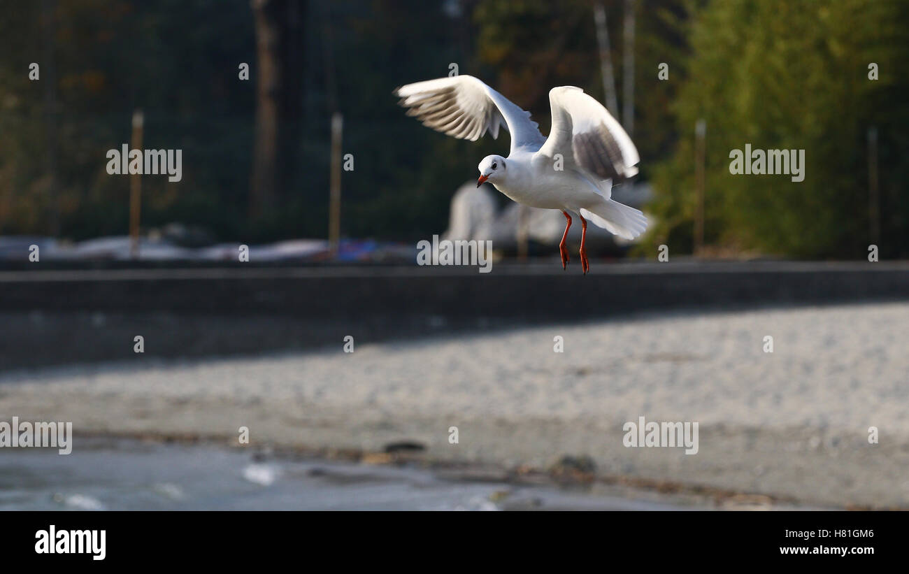 Front view of seagull with open wings in front of covered boats on dry ...