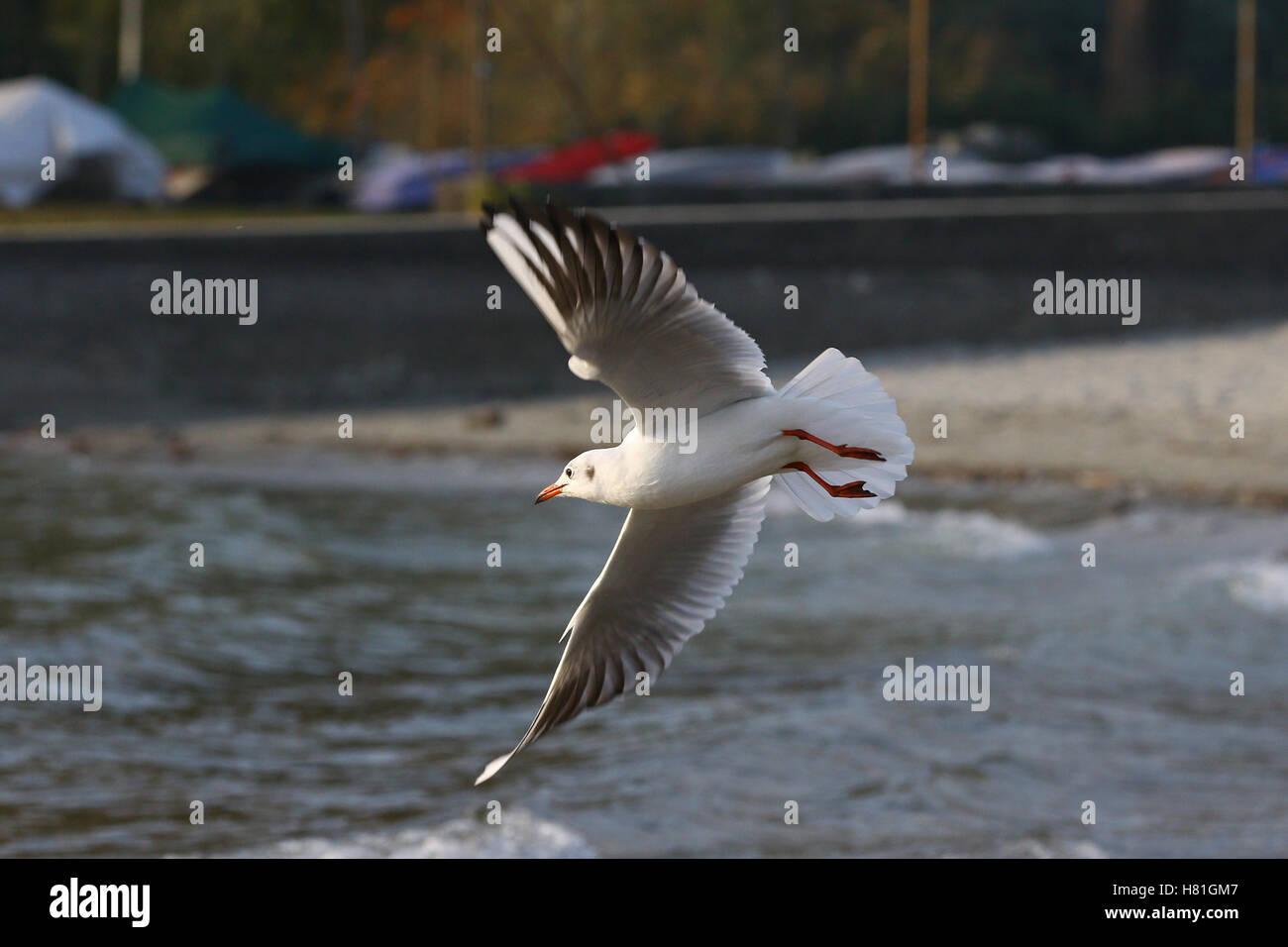 Side view of seagull with open wings in front of covered boats on dry ...