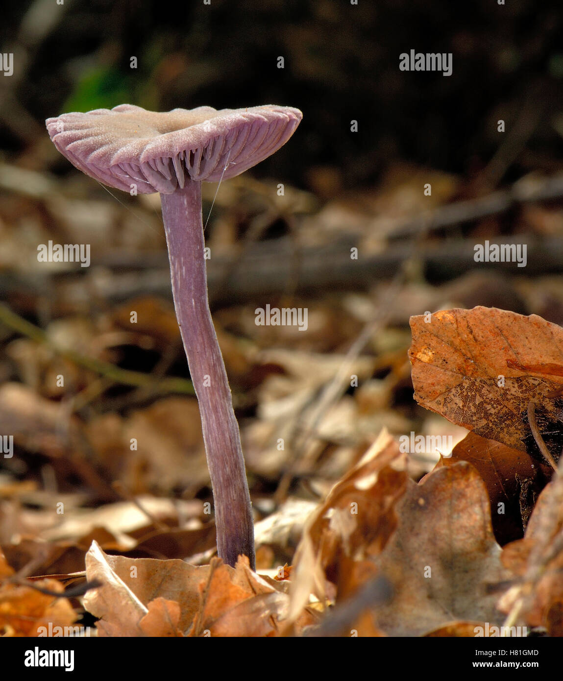 Amethyst Deceiver (Laccaria amethystina) mushroom, Heeze, Netherlands ...