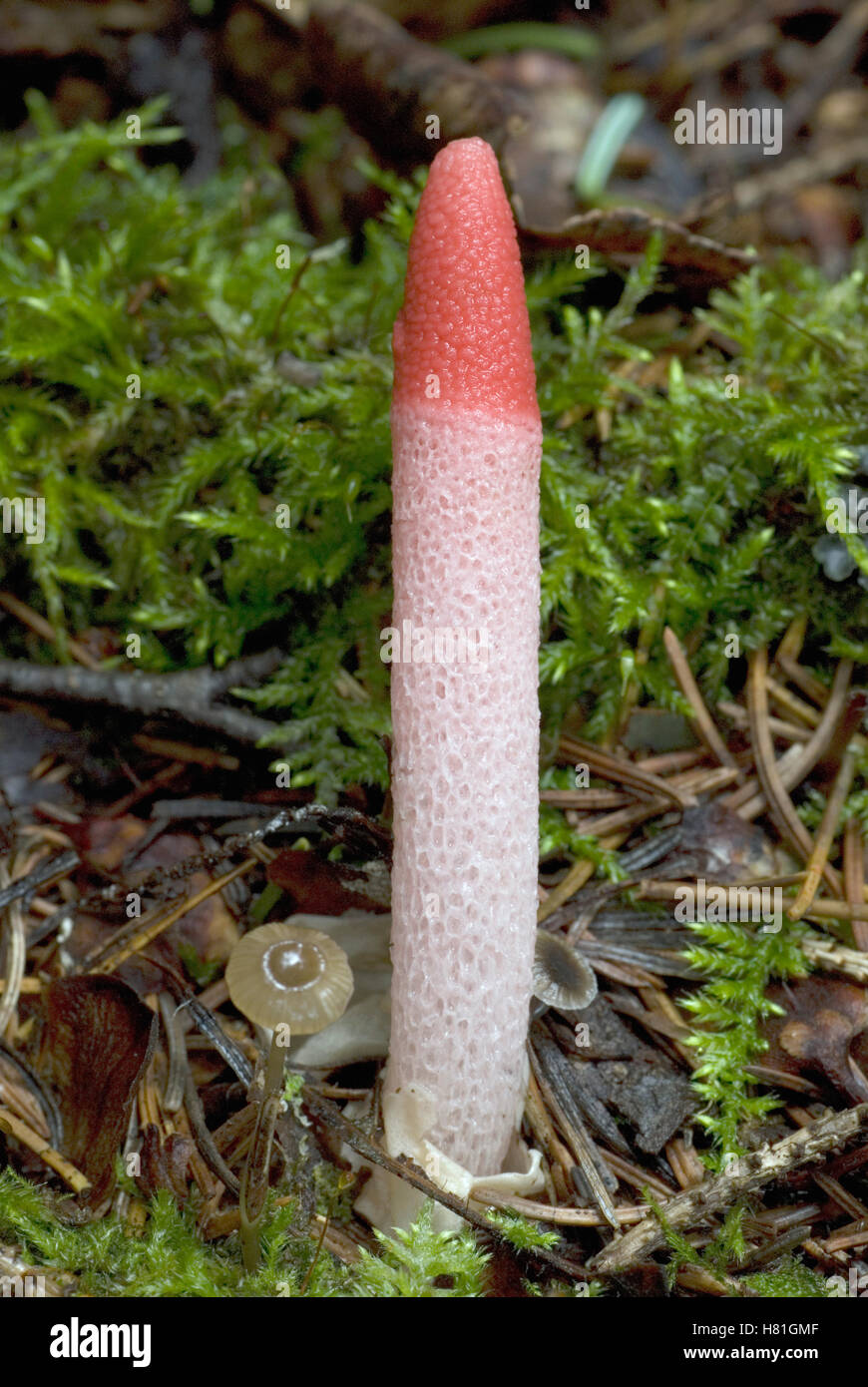 Ravenel's Stinkhorn (Phallus ravenelii) mushroom on forest floor ...