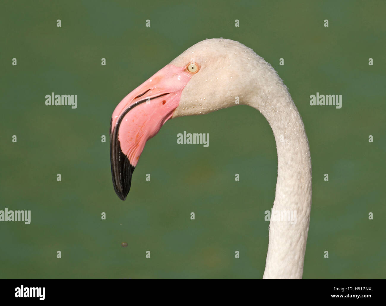 European Flamingo (Phoenicopterus roseus), Camargue, France Stock Photo ...