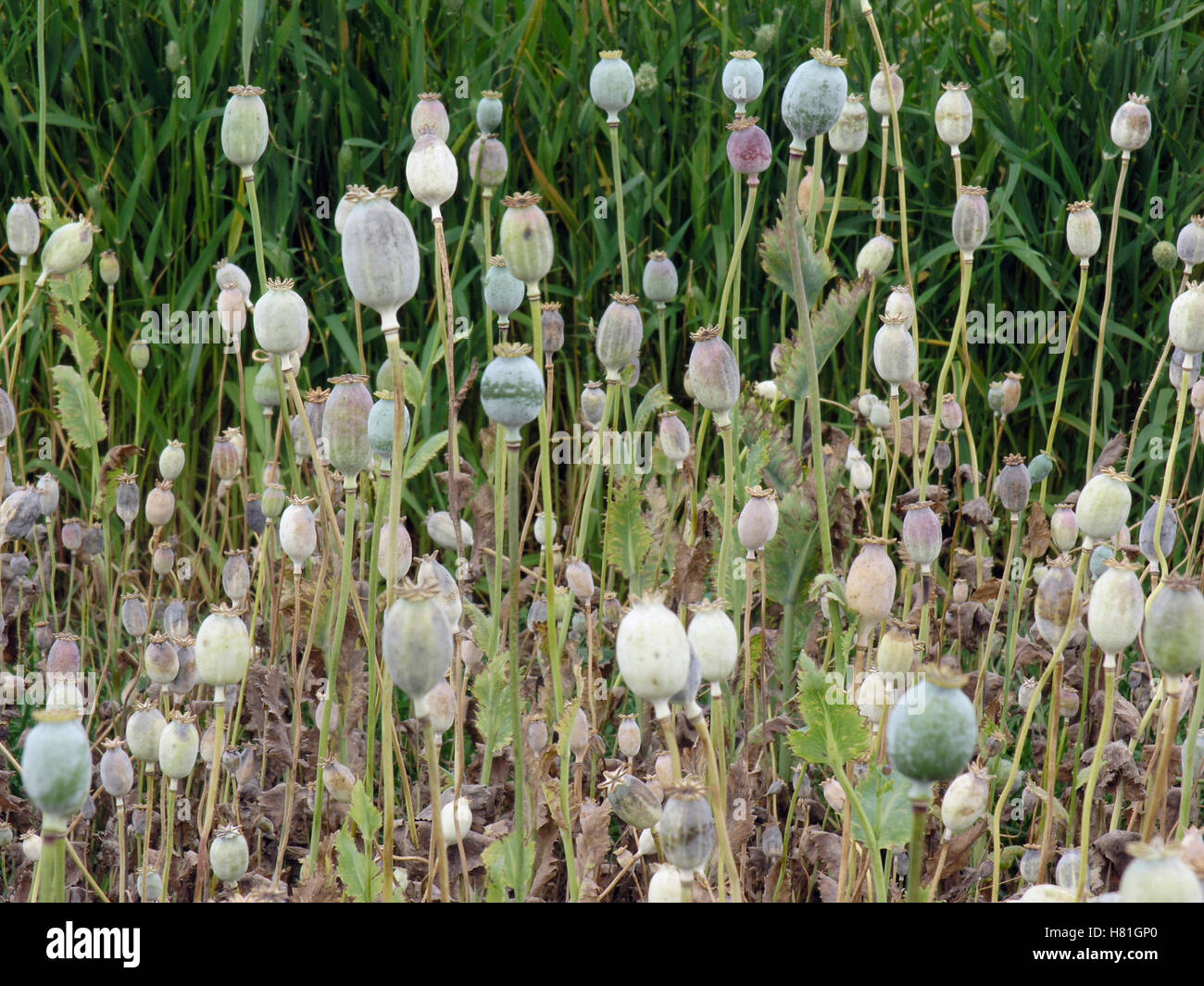 Opium Poppy (Papaver somniferum) seed heads, het Bildt, Netherlands ...