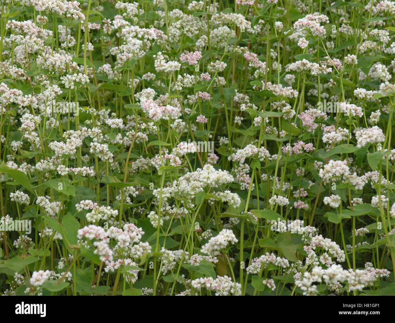 Common Buckwheat (Fagopyrum esculentum) flowering in a field, het Bildt ...