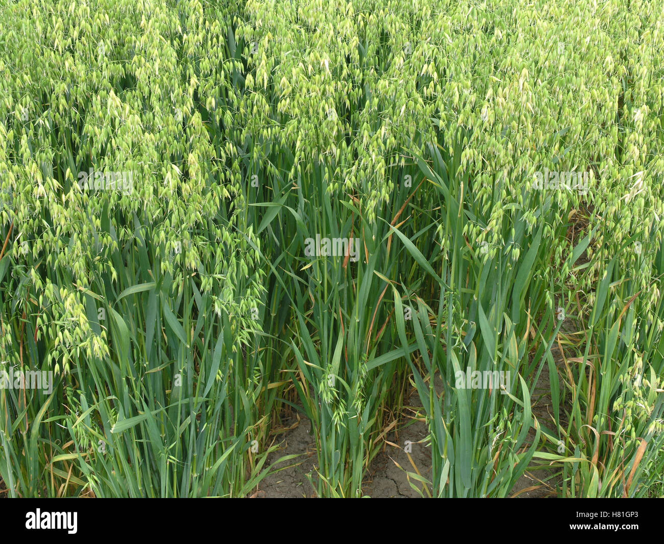 Flowering grasses, het Bildt, Netherlands Stock Photo - Alamy