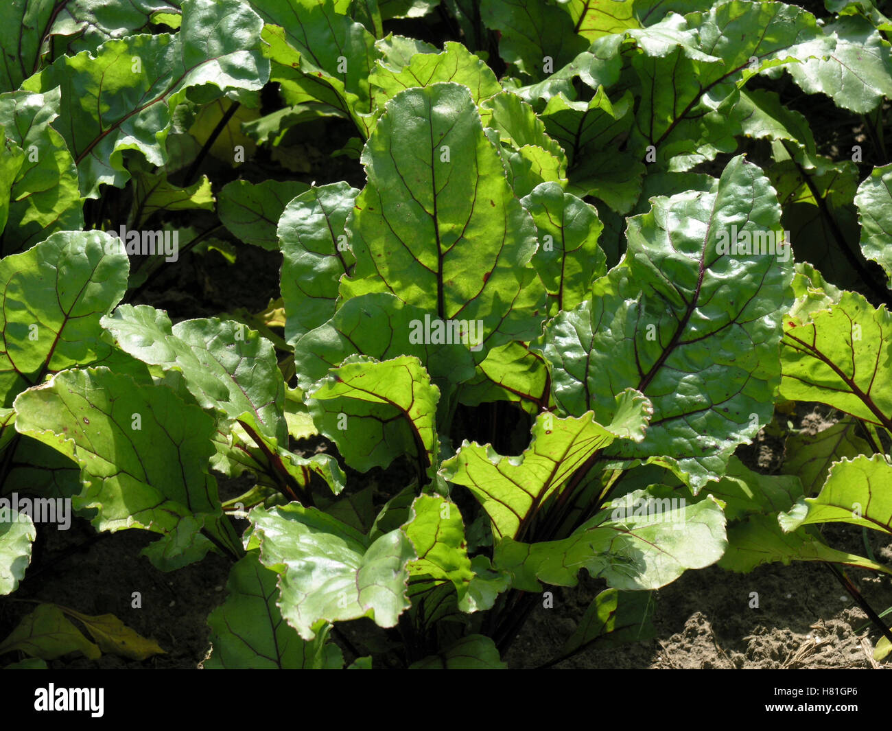 Beet (Beta vulgaris), het Bildt, Netherlands Stock Photo - Alamy