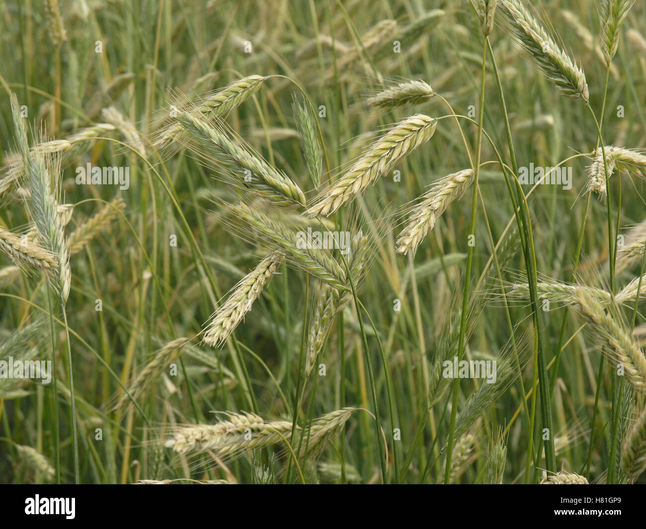 Common Wheat (Triticum aestivum), het Bildt, Netherlands Stock Photo ...