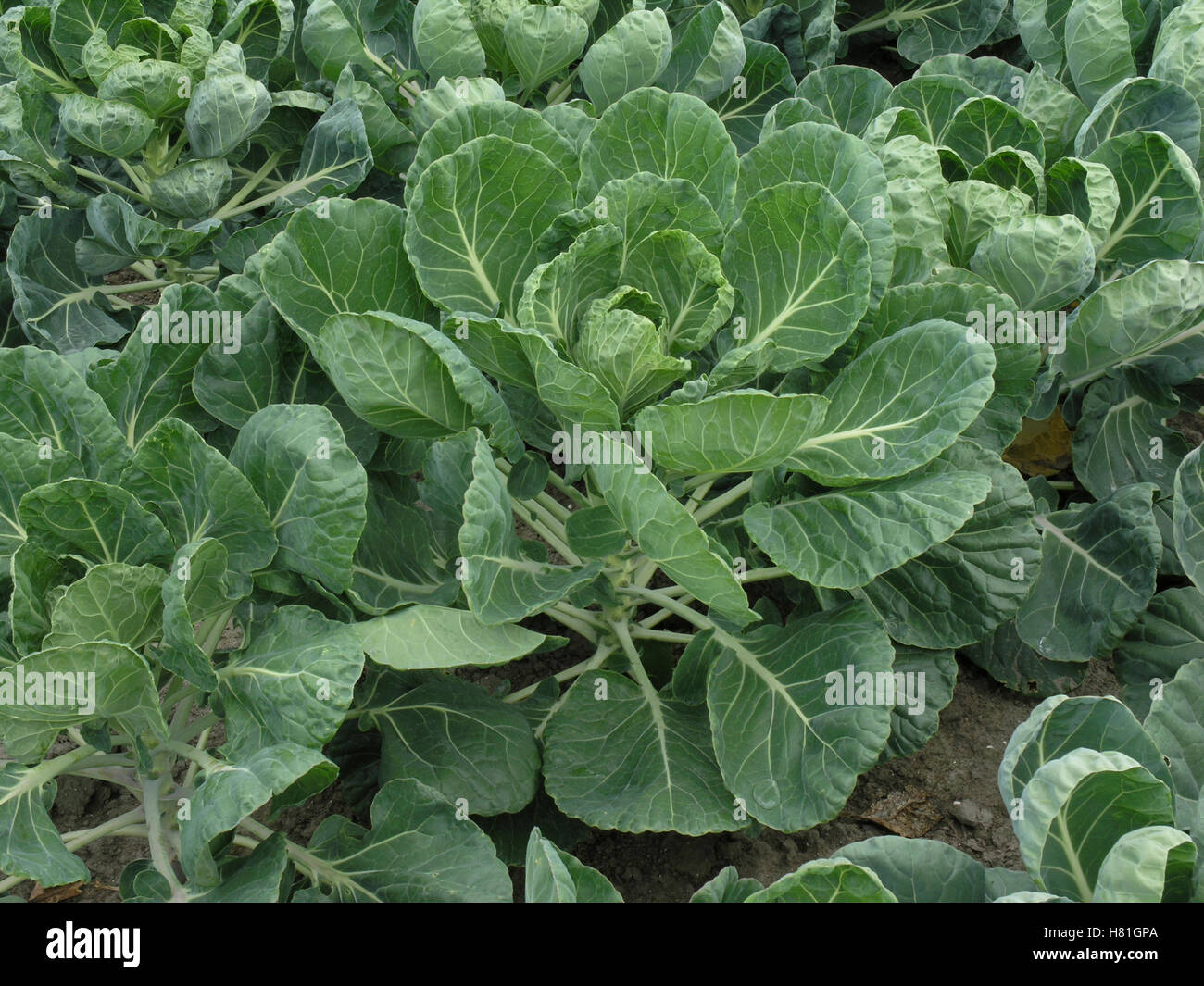 Brussels Sprouts (Brassica oleracea) plant, het Bildt, Netherlands ...